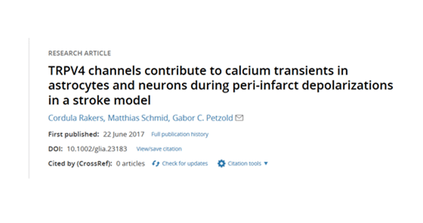 TRPV4 channels contribute to calcium transients in astrocytes and ...